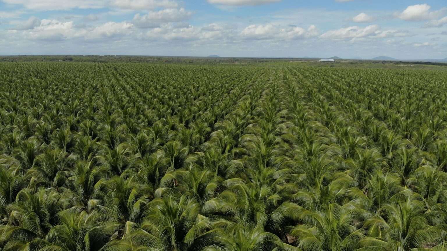 BRASIL IMPULSIONA SETOR DE COCO COM NOVA POLÍTICA NACIONAL QUE AGORA É ...